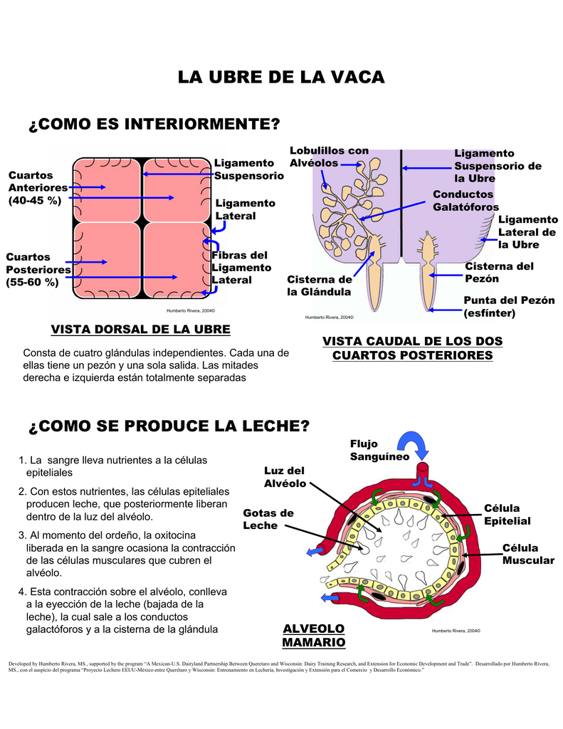 Diagramadeubredevaca